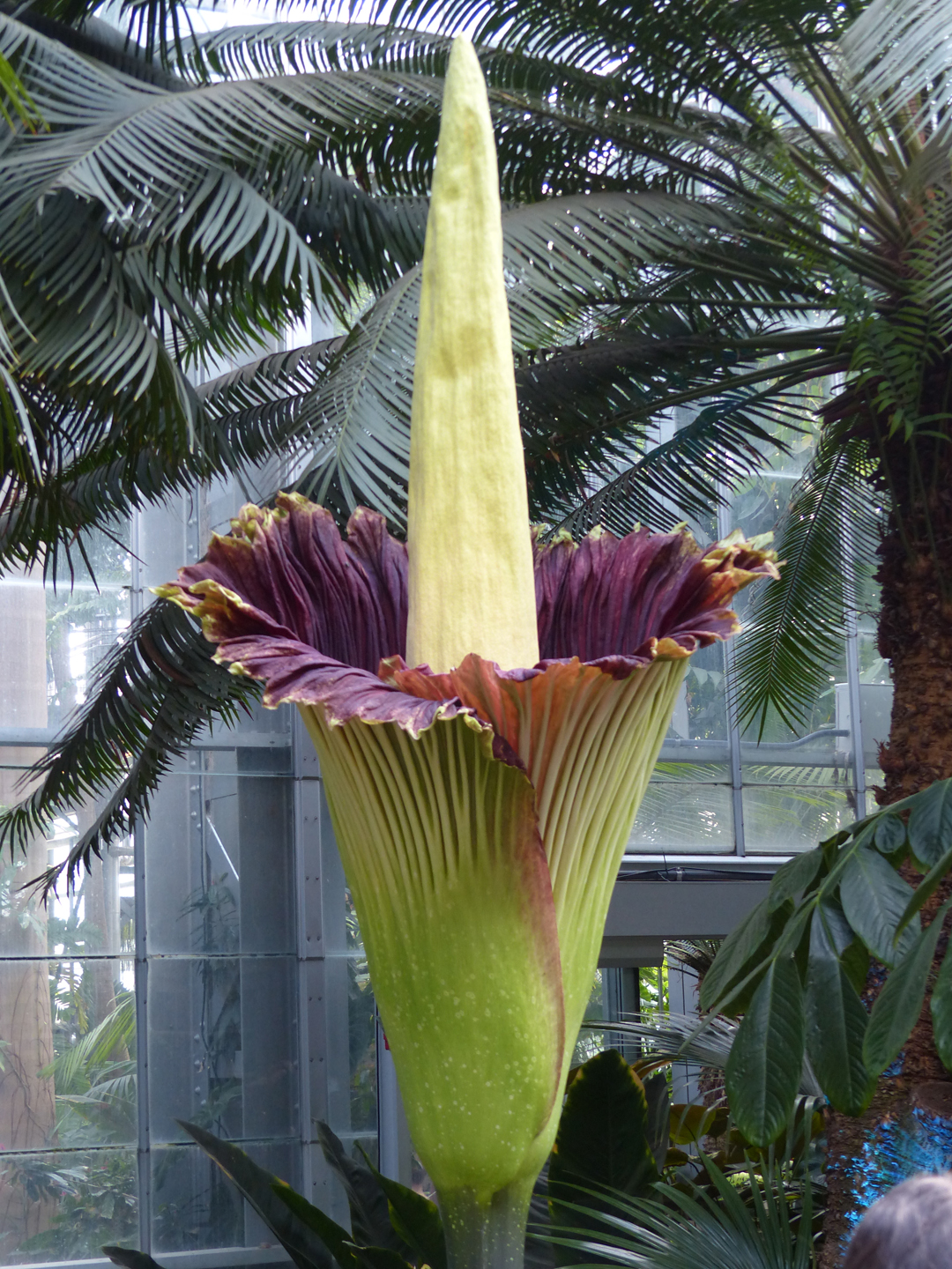 The Corpse Flower – THE FEISTY BLOG
