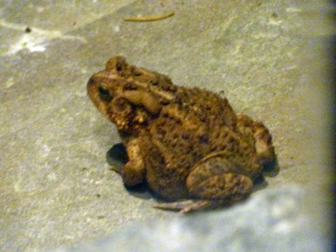 arthur-the-guard-toad – THE FEISTY BLOG